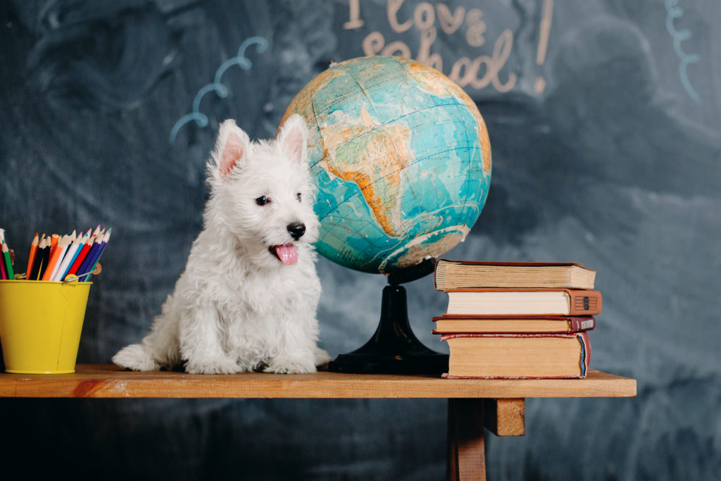 Therapy Dogs for School - Pat Dogs Australia
